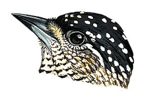Scaled Piculet - Picumnus squamulatus - Birds of the World