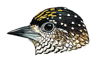 Scaled Piculet - Picumnus squamulatus - Birds of the World