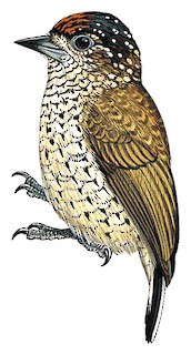 Scaled Piculet - Picumnus squamulatus - Birds of the World