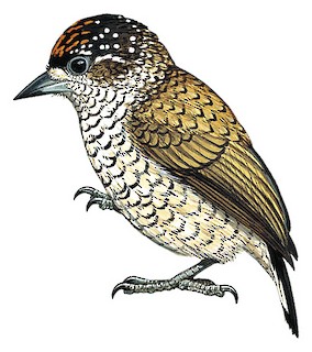Scaled Piculet - Picumnus squamulatus - Birds of the World