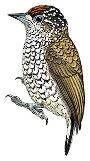 Scaled Piculet - Picumnus squamulatus - Birds of the World