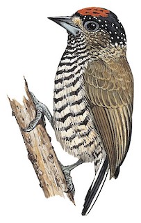 White-barred Piculet - Picumnus cirratus - Birds of the World