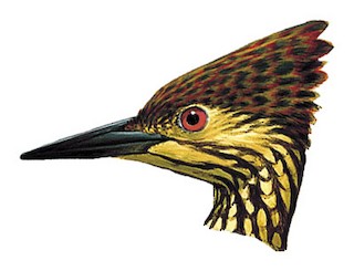 Buff-spotted Flameback - Chrysocolaptes lucidus - Birds of the World