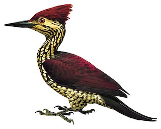 Buff-spotted Flameback - Chrysocolaptes lucidus - Birds of the World
