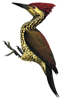 Buff-spotted Flameback - Chrysocolaptes lucidus - Birds of the World