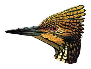 Buff-spotted Flameback - Chrysocolaptes lucidus - Birds of the World