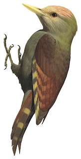 Pale-headed Woodpecker - Gecinulus grantia - Birds of the World