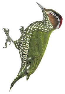 Brown-eared Woodpecker - Pardipicus caroli - Birds of the World