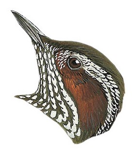 Brown-eared Woodpecker - Pardipicus caroli - Birds of the World