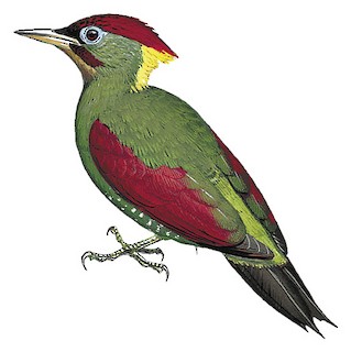 Crimson-winged Woodpecker - Picus puniceus - Birds of the World