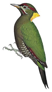 Lesser Yellownape - Picus chlorolophus - Birds of the World