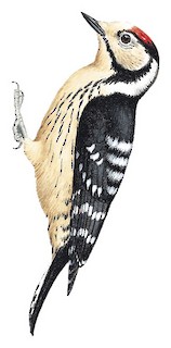 Lesser Spotted Woodpecker - Dryobates minor - Birds of the World