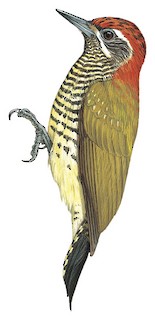 Yellow-vented Woodpecker - Veniliornis dignus - Birds of the World