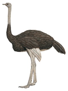 Common Ostrich - Struthio camelus - Birds of the World