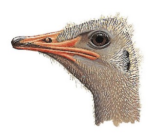 Common Ostrich - Struthio camelus - Birds of the World