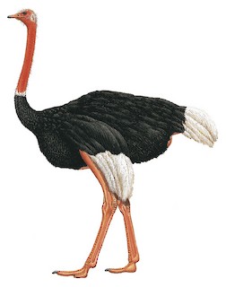 Struthionidae - Ostriches - Birds of the World