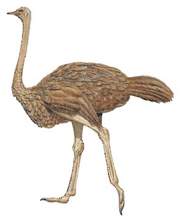 Common Ostrich - Struthio camelus - Birds of the World