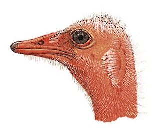 Common Ostrich - Struthio camelus - Birds of the World