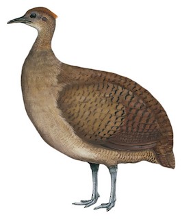 Tinamidae - Tinamous - Birds of the World