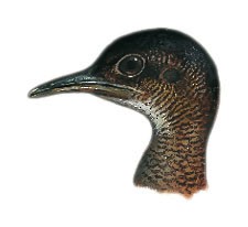 Great Tinamou - Tinamus major - Birds of the World