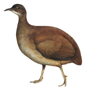 Undulated Tinamou - Crypturellus undulatus - Birds of the World