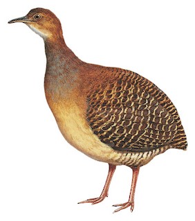 Red-legged Tinamou - Crypturellus erythropus - Birds of the World