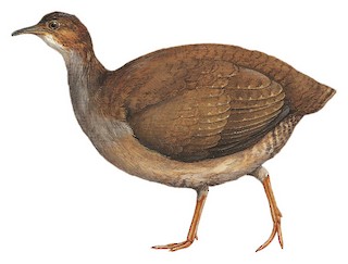 Red-legged Tinamou - Crypturellus erythropus - Birds of the World
