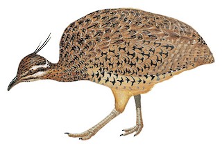 Tinamidae - Tinamous - Birds of the World