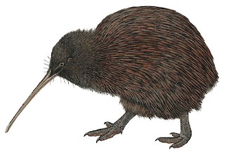 Apterygidae - Kiwis - Birds of the World