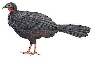 Spix's Guan - Penelope jacquacu - Birds of the World