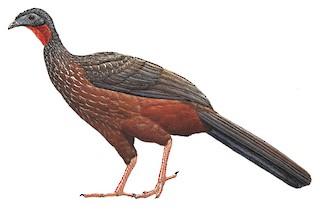 Spix's Guan - Penelope jacquacu - Birds of the World