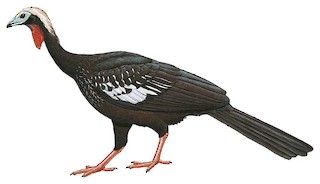 Red-throated Piping-Guan - Pipile cujubi - Birds of the World