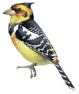 Lybiidae - African Barbets - Birds of the World