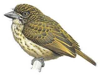 Speckled Tinkerbird - Pogoniulus scolopaceus - Birds of the World