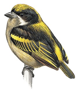 Western Tinkerbird - Pogoniulus coryphaea - Birds of the World