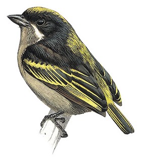 Western Tinkerbird - Pogoniulus coryphaea - Birds of the World