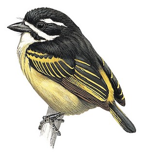 Yellow-throated Tinkerbird - Pogoniulus subsulphureus - Birds of the World