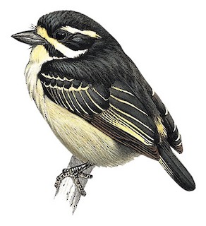 Yellow-throated Tinkerbird - Pogoniulus subsulphureus - Birds of the World