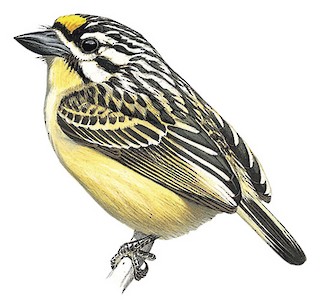 Yellow-fronted Tinkerbird - Pogoniulus chrysoconus - Birds of the World