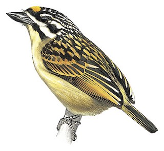 Yellow-fronted Tinkerbird - Pogoniulus chrysoconus - Birds of the World