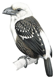 Sistematização - White-headed Barbet - Lybius leucocephalus - Birds of ...
