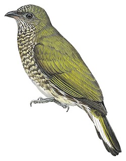 Spotted Honeyguide - Indicator maculatus - Birds of the World