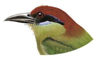 Russet-crowned Motmot - Momotus mexicanus - Birds of the World