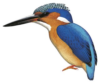 Malagasy Kingfisher - Corythornis vintsioides - Birds of the World