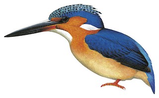 Malagasy Kingfisher - Corythornis vintsioides - Birds of the World