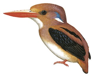 Philippine Dwarf-Kingfisher - Ceyx melanurus - Birds of the World