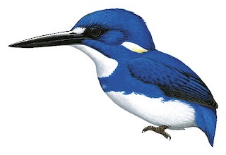 Little Kingfisher - Ceyx pusillus - Birds of the World