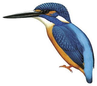 Common Kingfisher - Alcedo atthis - Birds of the World