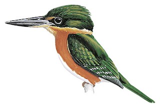 American Pygmy Kingfisher - Chloroceryle aenea - Birds of the World
