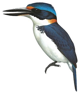 Rufous-lored Kingfisher - Todiramphus winchelli - Birds of the World
